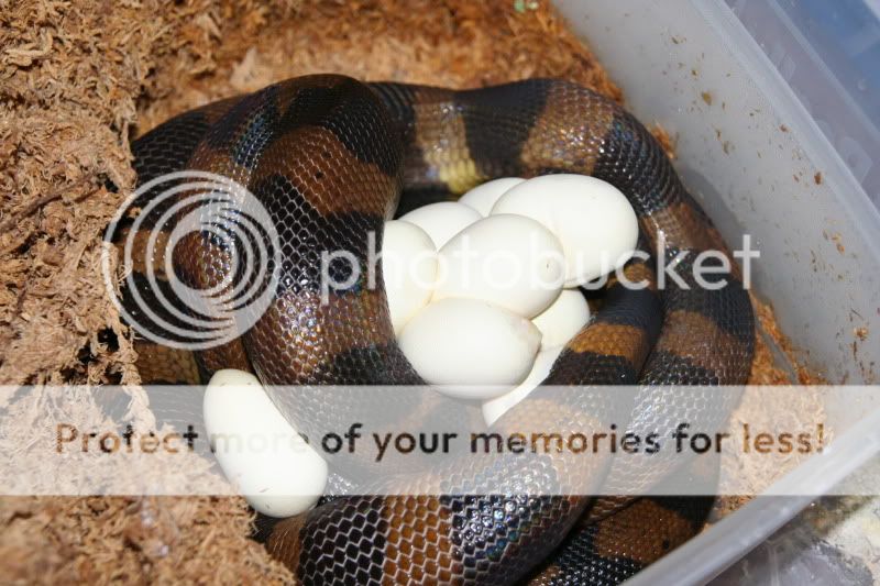 Ringed python clutch | Reptile Forums
