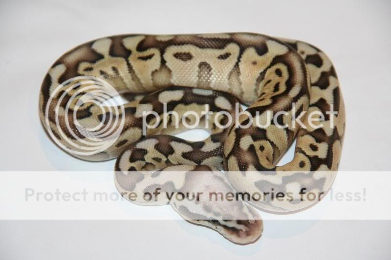 SE England - UKCB 2013 treble combo ball pythons | Reptile Forums