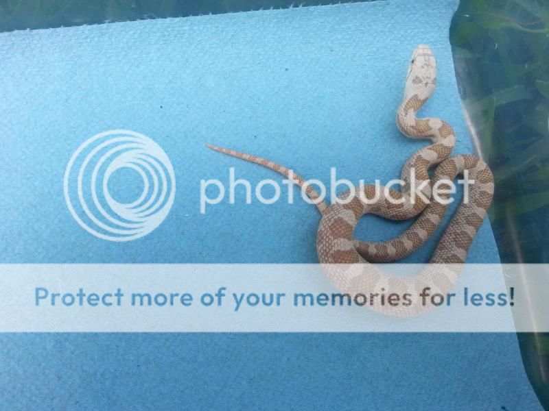 Kingsnake.com - Herpforum - Moonshine rat snake hatchlings