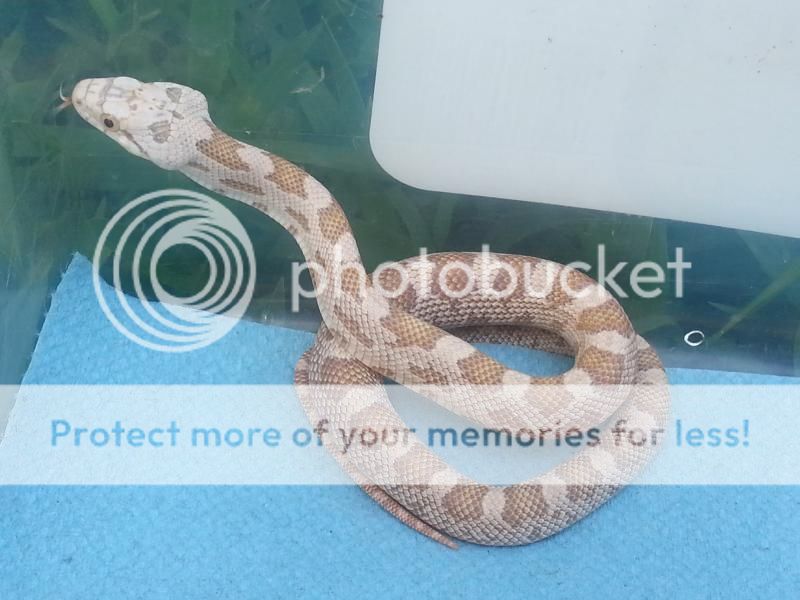 Kingsnake.com - Herpforum - Moonshine rat snake hatchlings