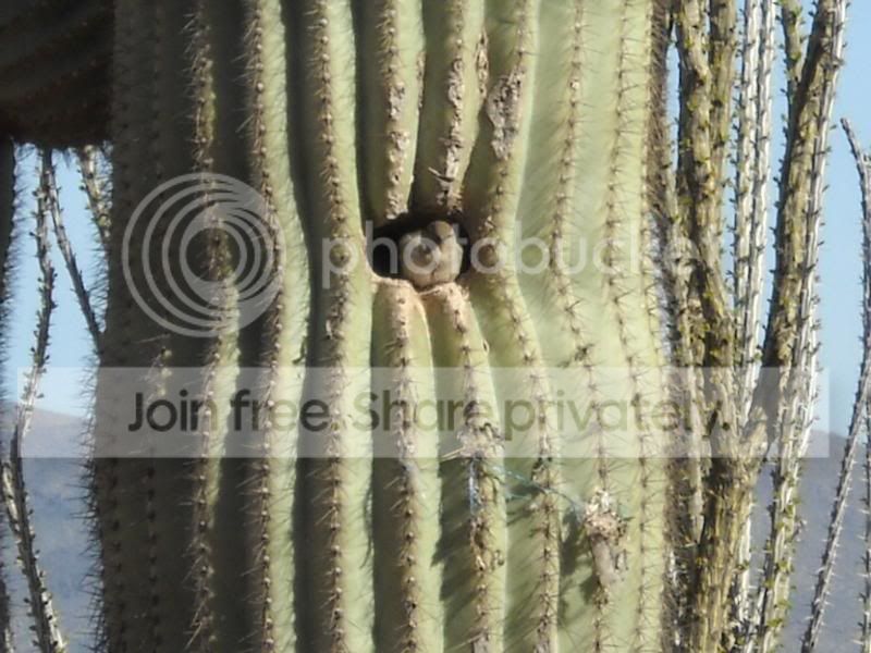 Shot at Tucson Spring Grand - Pics | Trapshooters Forum