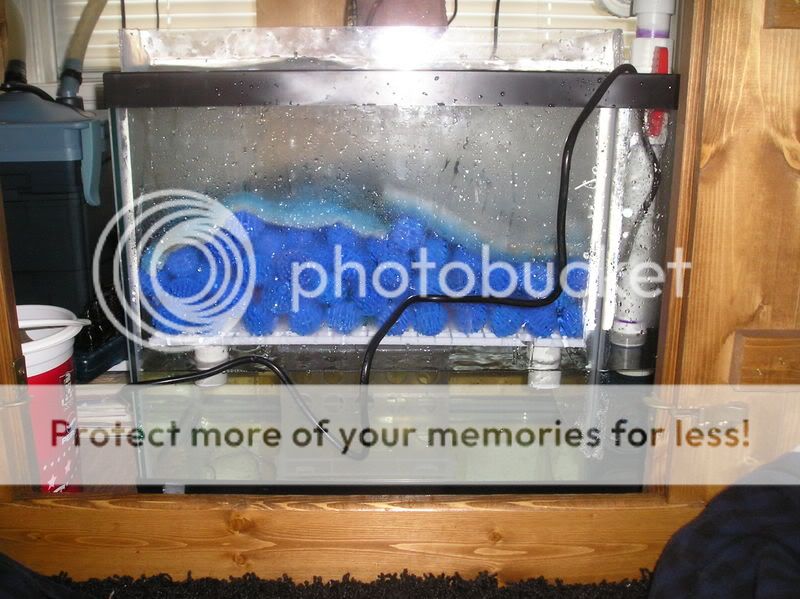 plans for DIY wet/dry sump? | MonsterFishKeepers.com