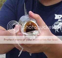 QLD Jewfish or trag? | Kayak and Fishing Forum