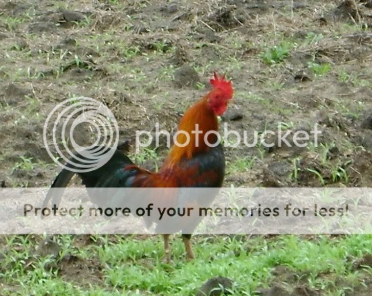 Crossing BB Red w/OEGB Question | BackYard Chickens - Learn How to ...