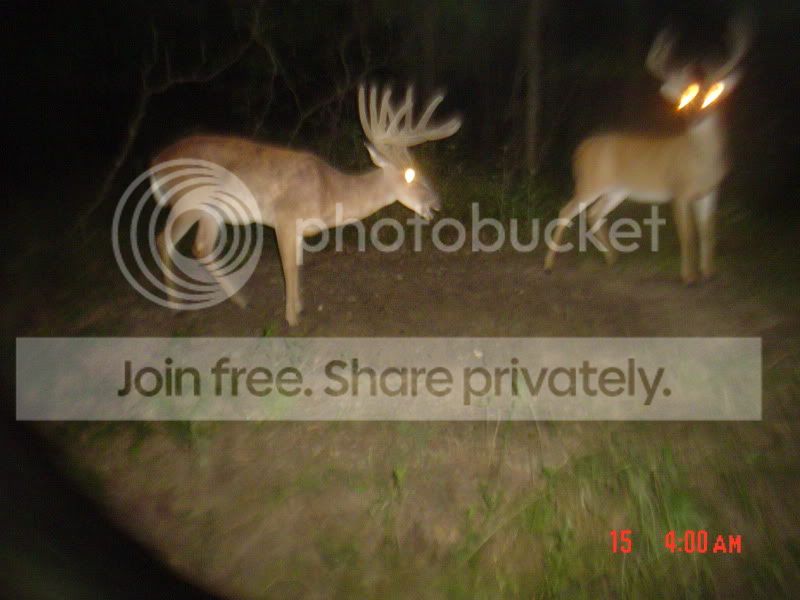 180"+ Whitetail Trail Cam Pics??? | Page 7 | Archery Talk Forum