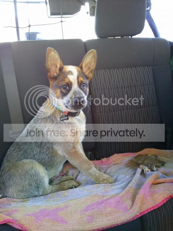 Dogs in Jeeps! | Jeep Wrangler Forum