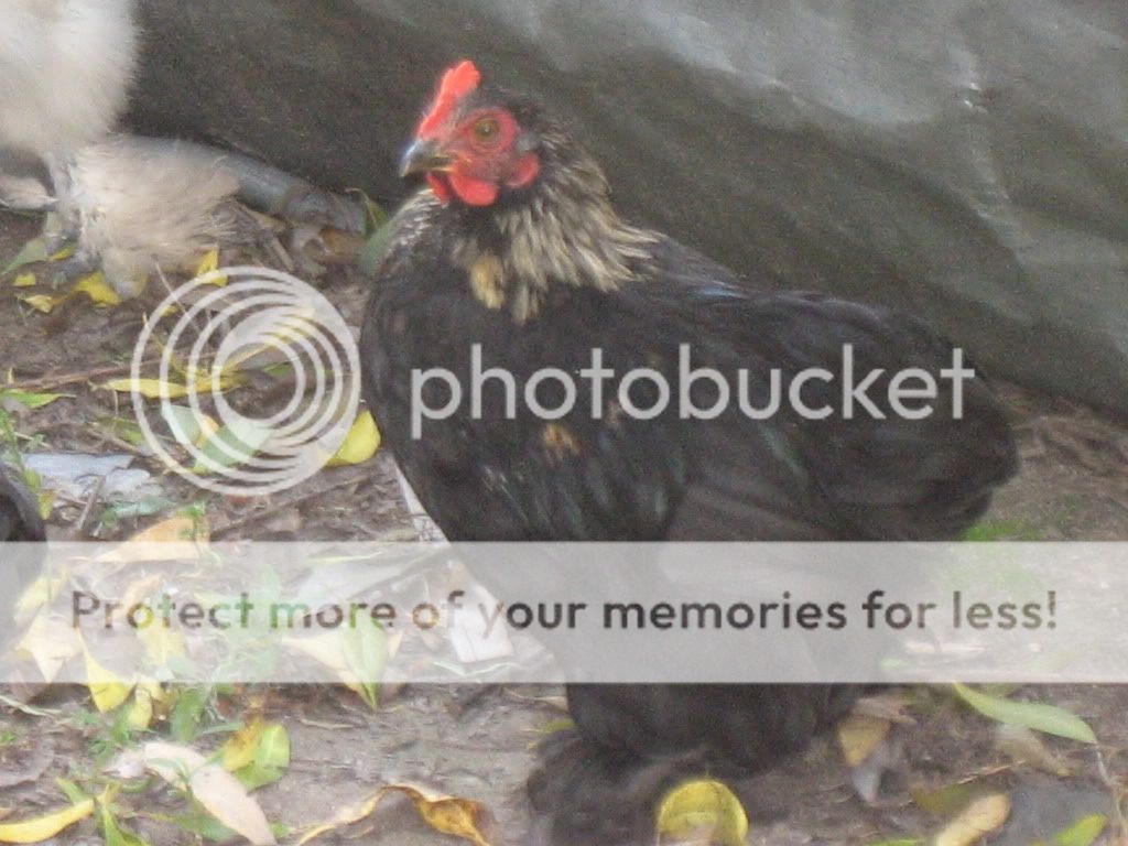 What Gender Are These silkies and mixed bantams? ☼ | BackYard Chickens ...