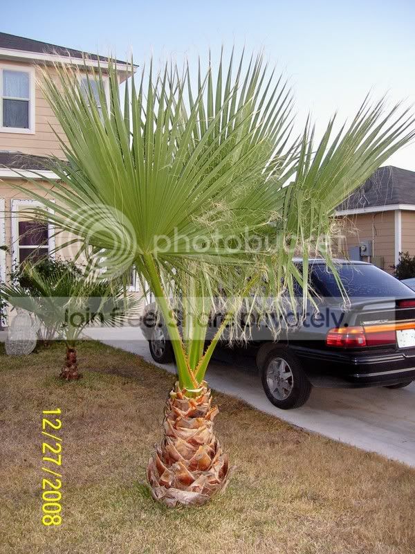 Couple palm shots - DISCUSSING PALM TREES WORLDWIDE - PalmTalk