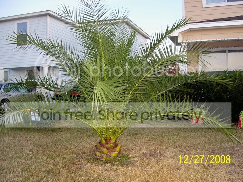 Couple palm shots - DISCUSSING PALM TREES WORLDWIDE - PalmTalk