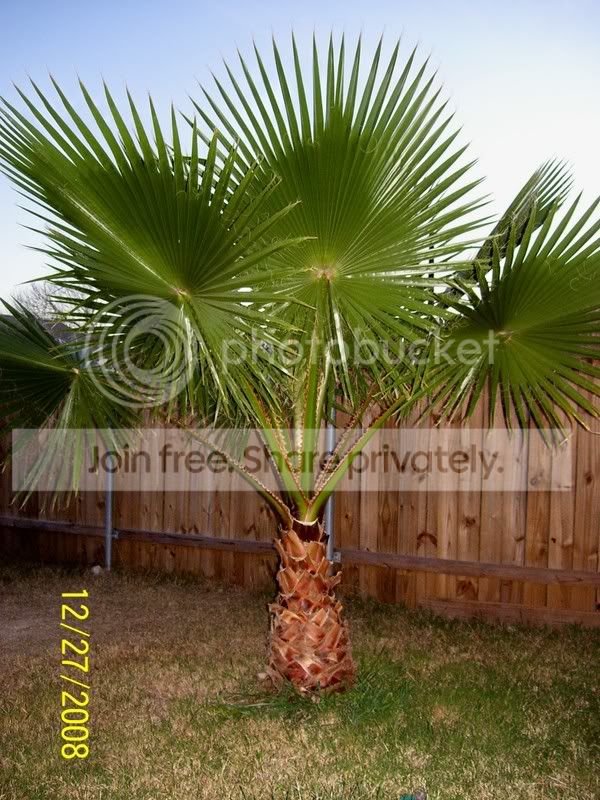 Couple palm shots - DISCUSSING PALM TREES WORLDWIDE - PalmTalk
