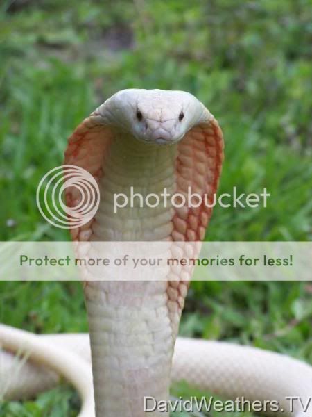 David Weathers photoshoot with Cobras! | MonsterFishKeepers.com