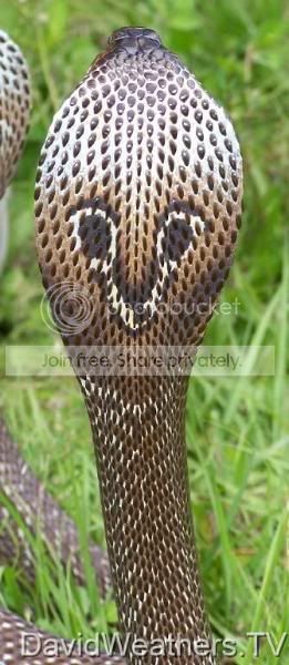 David Weathers photoshoot with Cobras! | MonsterFishKeepers.com