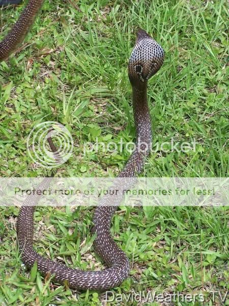 David Weathers photoshoot with Cobras! | MonsterFishKeepers.com