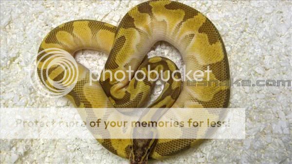 Super Pastel Butter Enchi (Male) | FaunaClassifieds