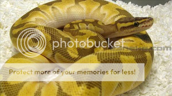 Super Pastel Butter Enchi (Male) | FaunaClassifieds