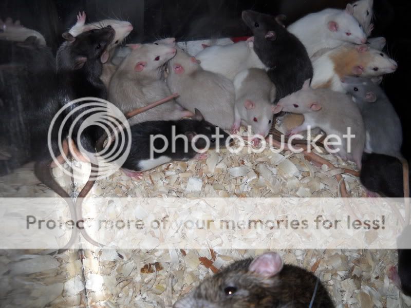 Photos! - Update on my ratties | Paw Talk - Pet Forums