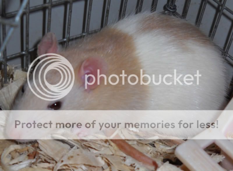 Photos! - Update on my ratties | Paw Talk - Pet Forums