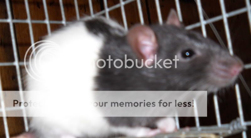 Photos! - Update on my ratties | Paw Talk - Pet Forums