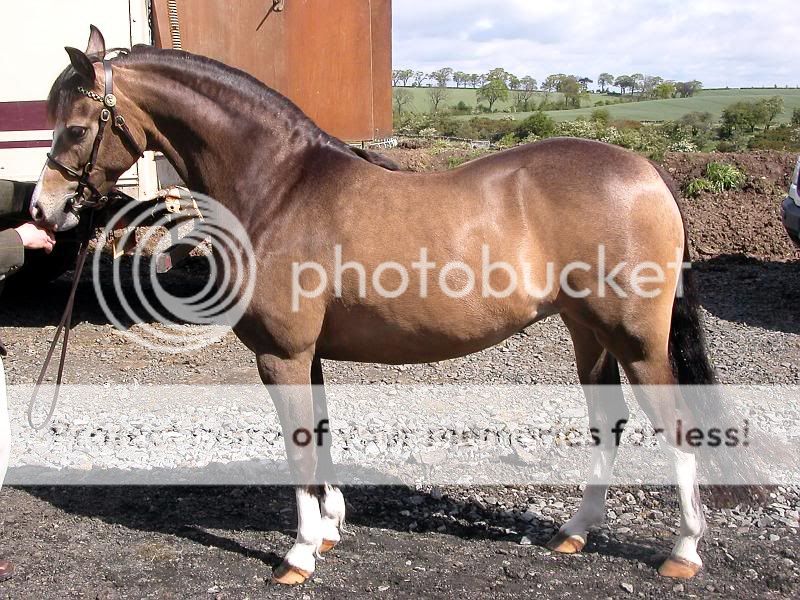 EYARTH MOWGLI-One of country's Top Sec B stallions | Horse Gossip