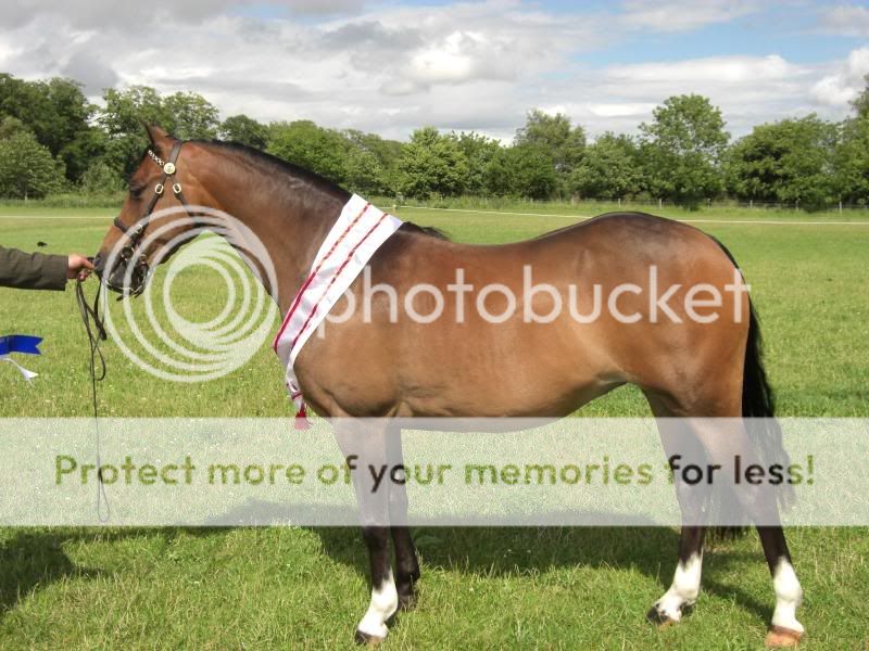 EYARTH MOWGLI-One of country's Top Sec B stallions | Horse Gossip