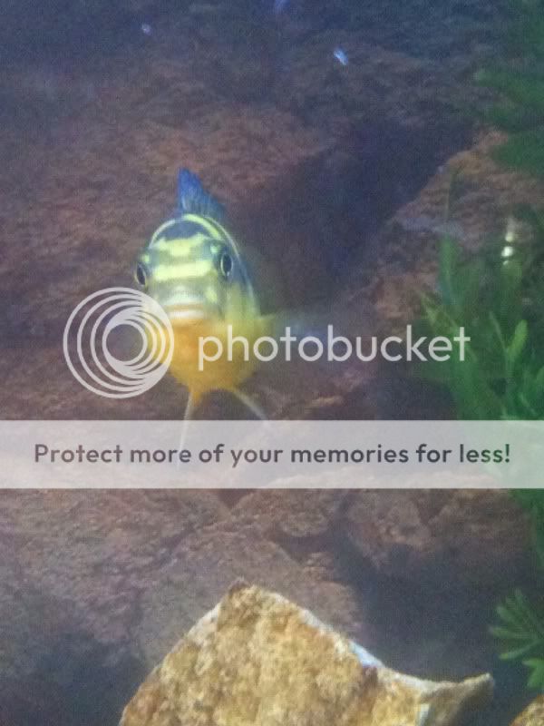 How can I tell fin rot from an injury? | Cichlid Fish Forum