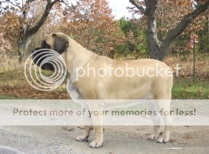 Hercules English Mastiff
