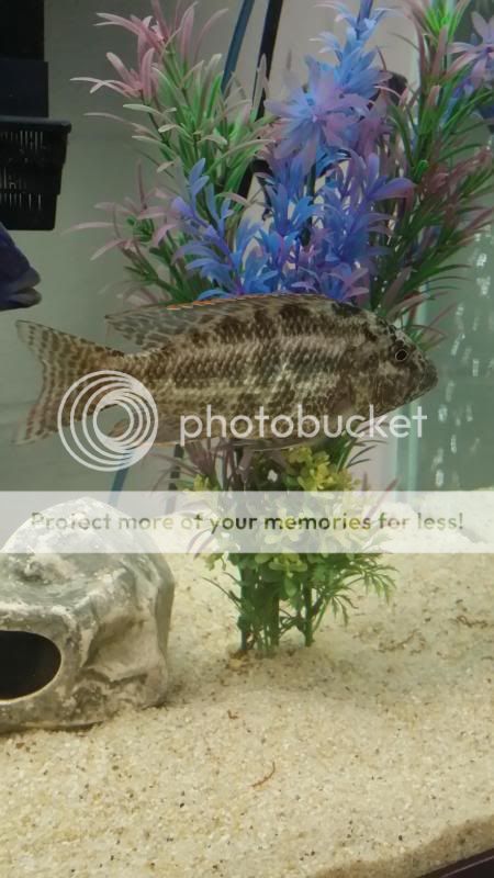 nimbochromis polystigma? | Cichlid Fish Forum