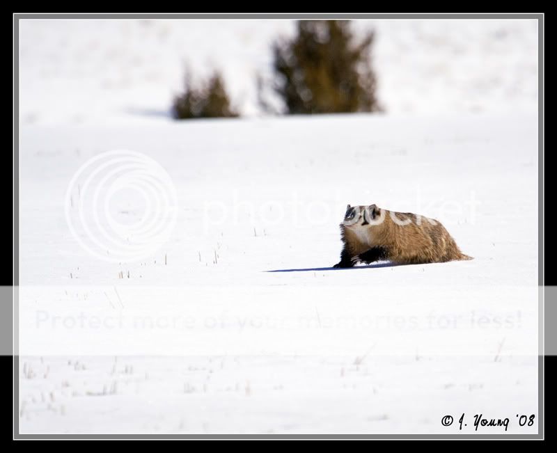 Big Clawed Digging Varmint(AKA Badger) | Varmint Hunters Forum