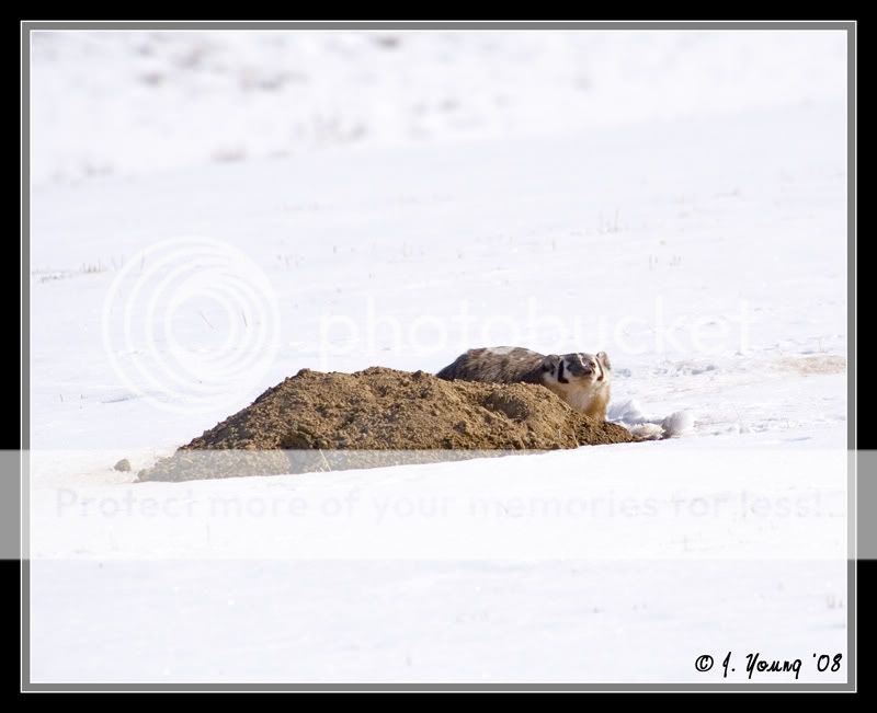 Big Clawed Digging Varmint(AKA Badger) | Varmint Hunters Forum