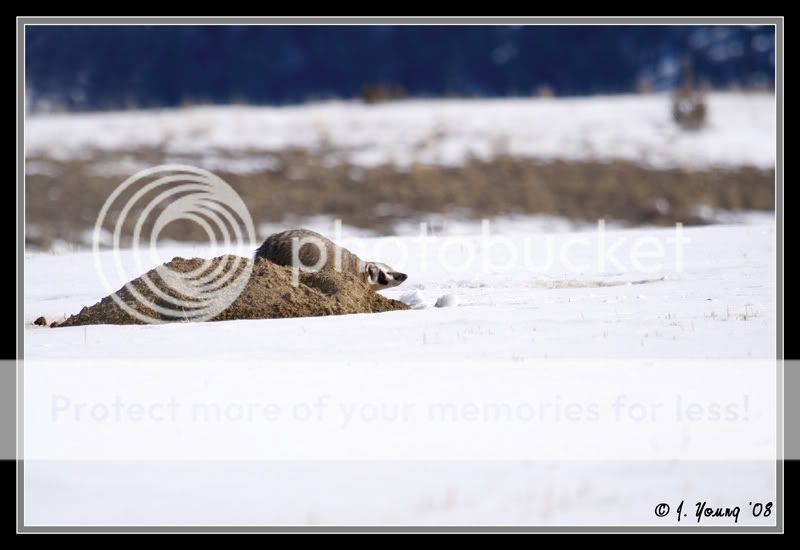 Big Clawed Digging Varmint(AKA Badger) | Varmint Hunters Forum