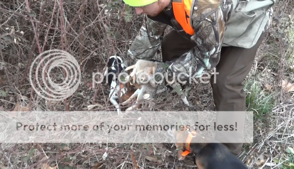 The last three rabbit hunts lots pics & women rabbit hunters - The ...