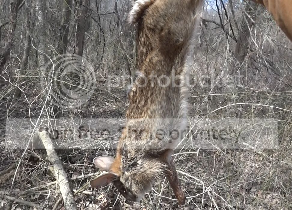 Swamp Rabbit Hunting in West Tennessee 2013 | GON Forum