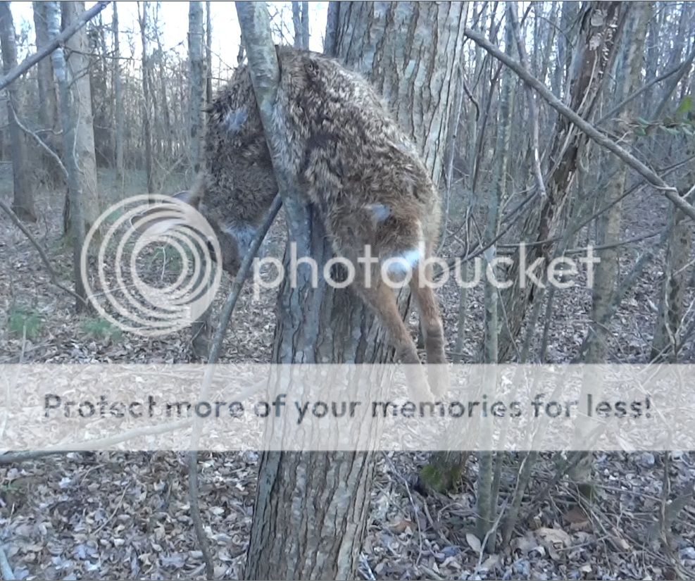 Swamp Rabbit Hunting in West Tennessee 2013 | GON Forum
