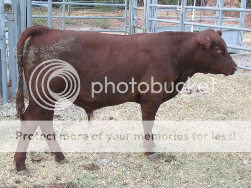 7 Month old Bull Calf | CattleToday.com - Cattle, Cow & Ranching Community