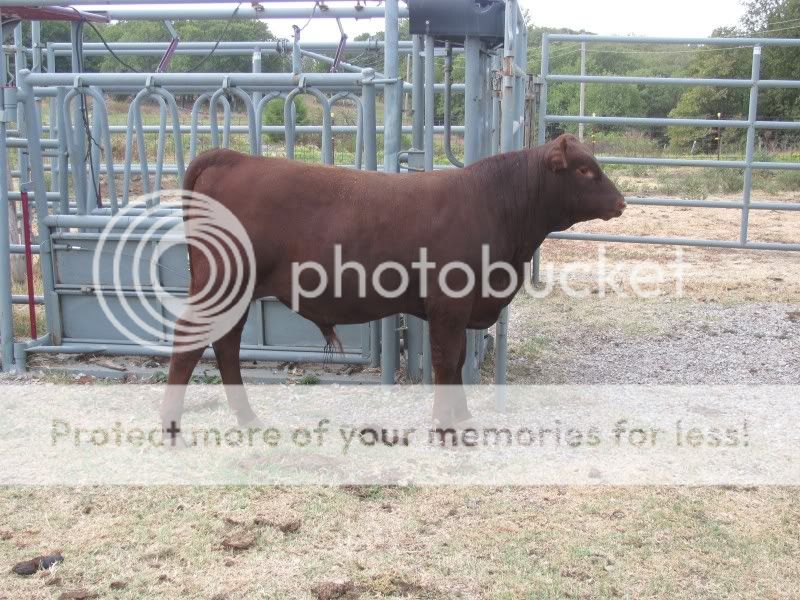 6 Month Old Bull Calf | CattleToday.com - Cattle, Cow & Ranching Community