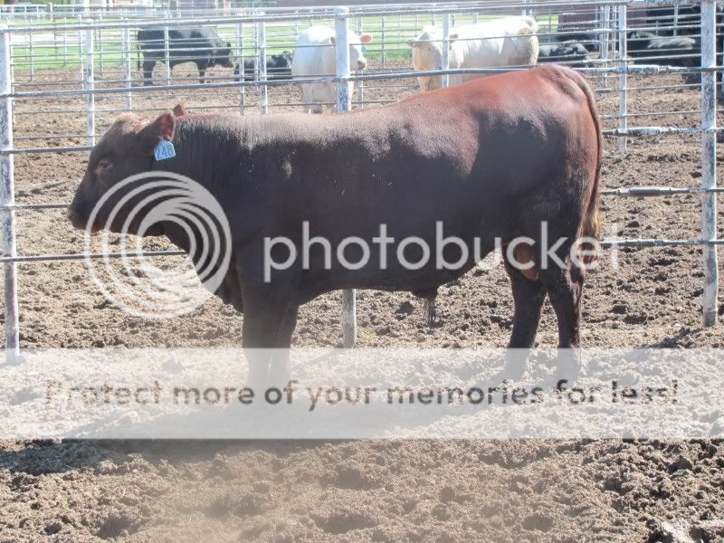 Red Poll bulls | CattleToday.com - Cattle, Cow & Ranching Community