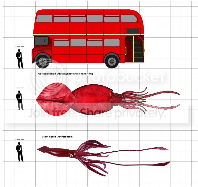 Giant and Colossal Squid Size Chart